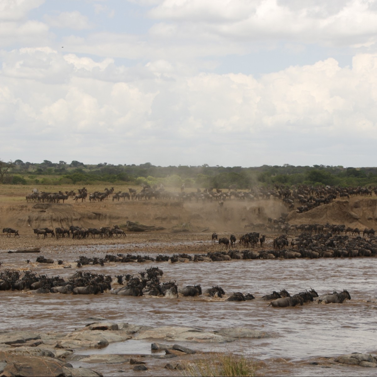 wildebeest Migration Safari River Crossing