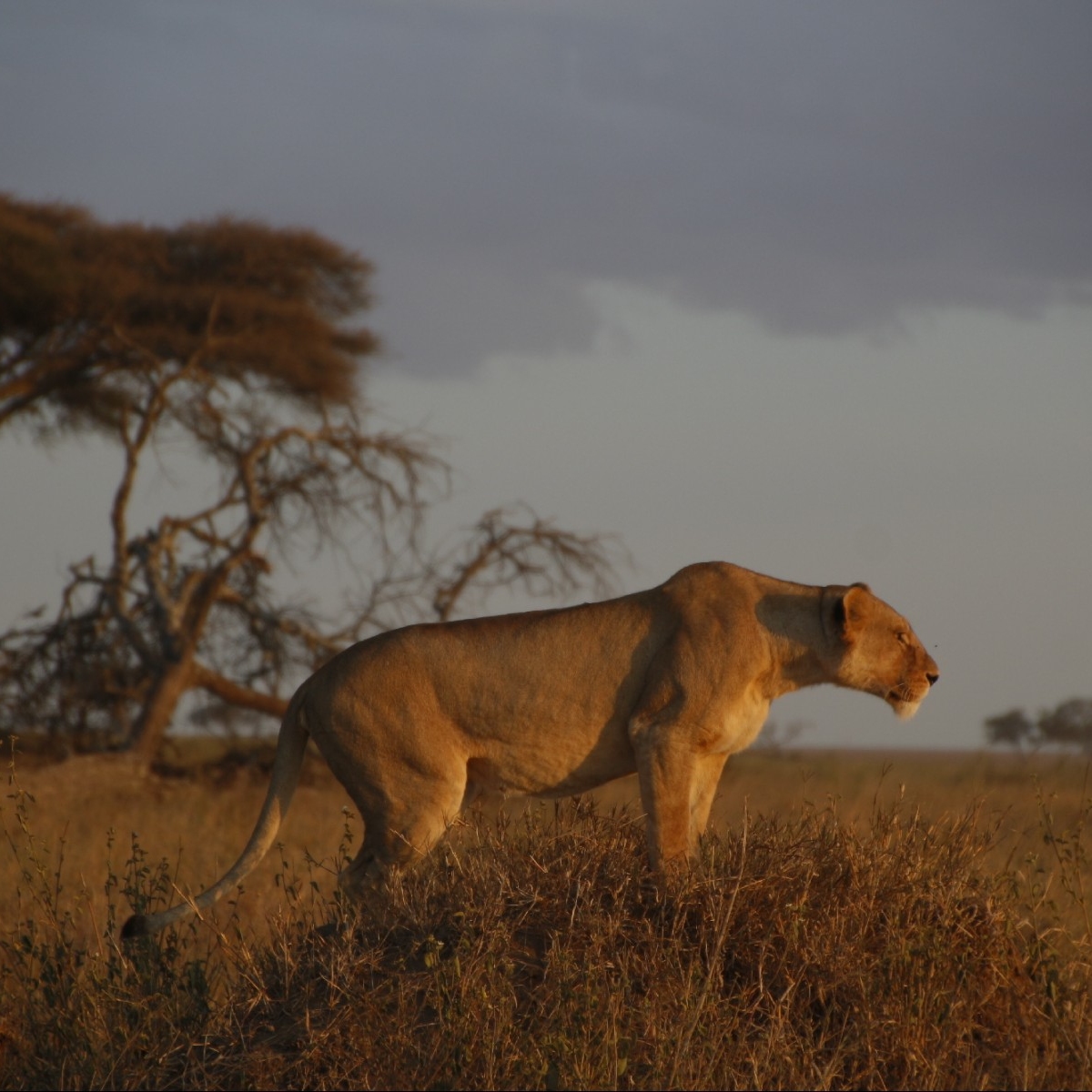 Taswira Africa Safaris in Tanzania