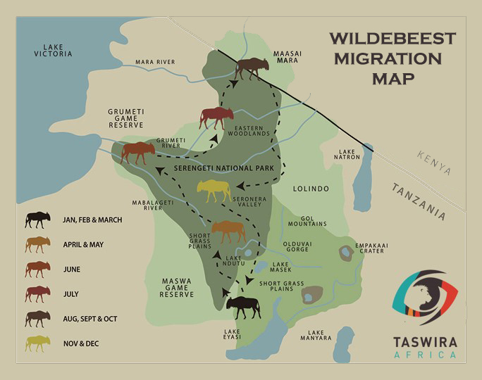 When and where to see the Wildebeest Migration | African Safari